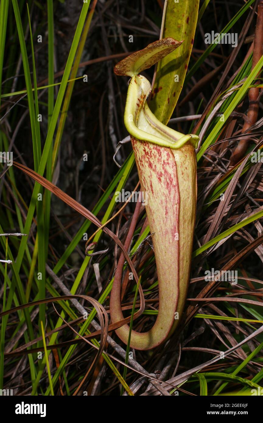Pitcher of Nepenthes rafflesiana, a carnivorous pitcher plant, Sarawak ...