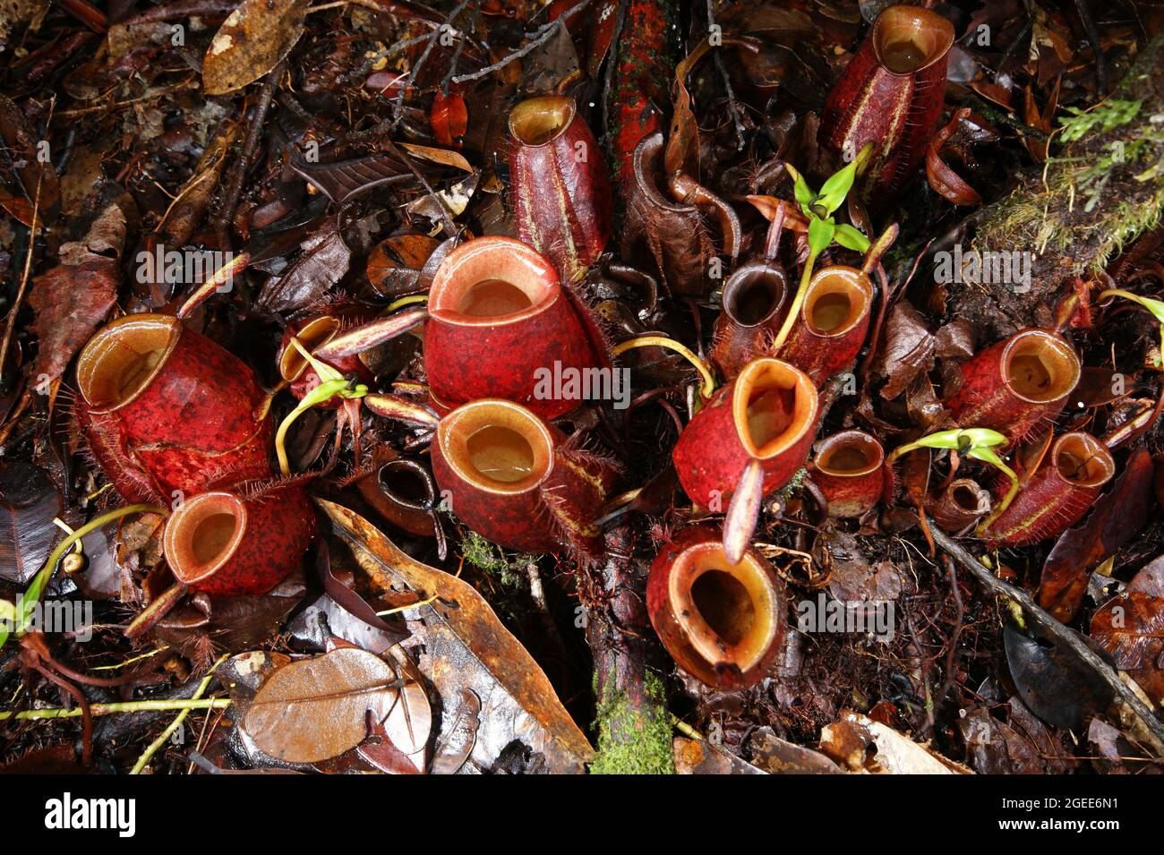 Red pitchers of the carnivorous pitcher plant Nepenthes ampullaria ...