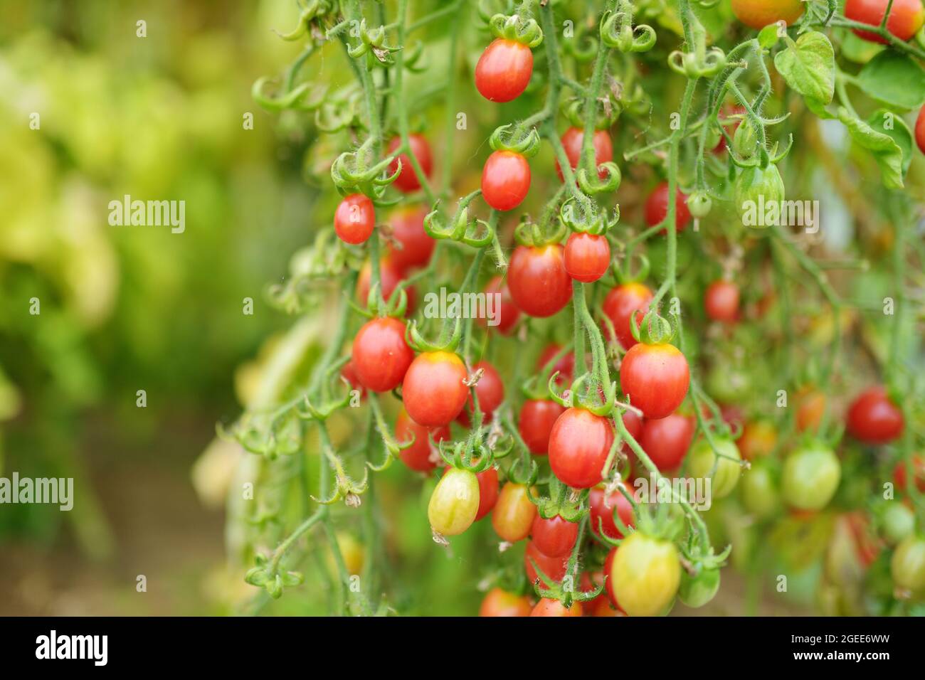 Ripening organic fresh tomatoes plants on a bush Stock Photo - Alamy