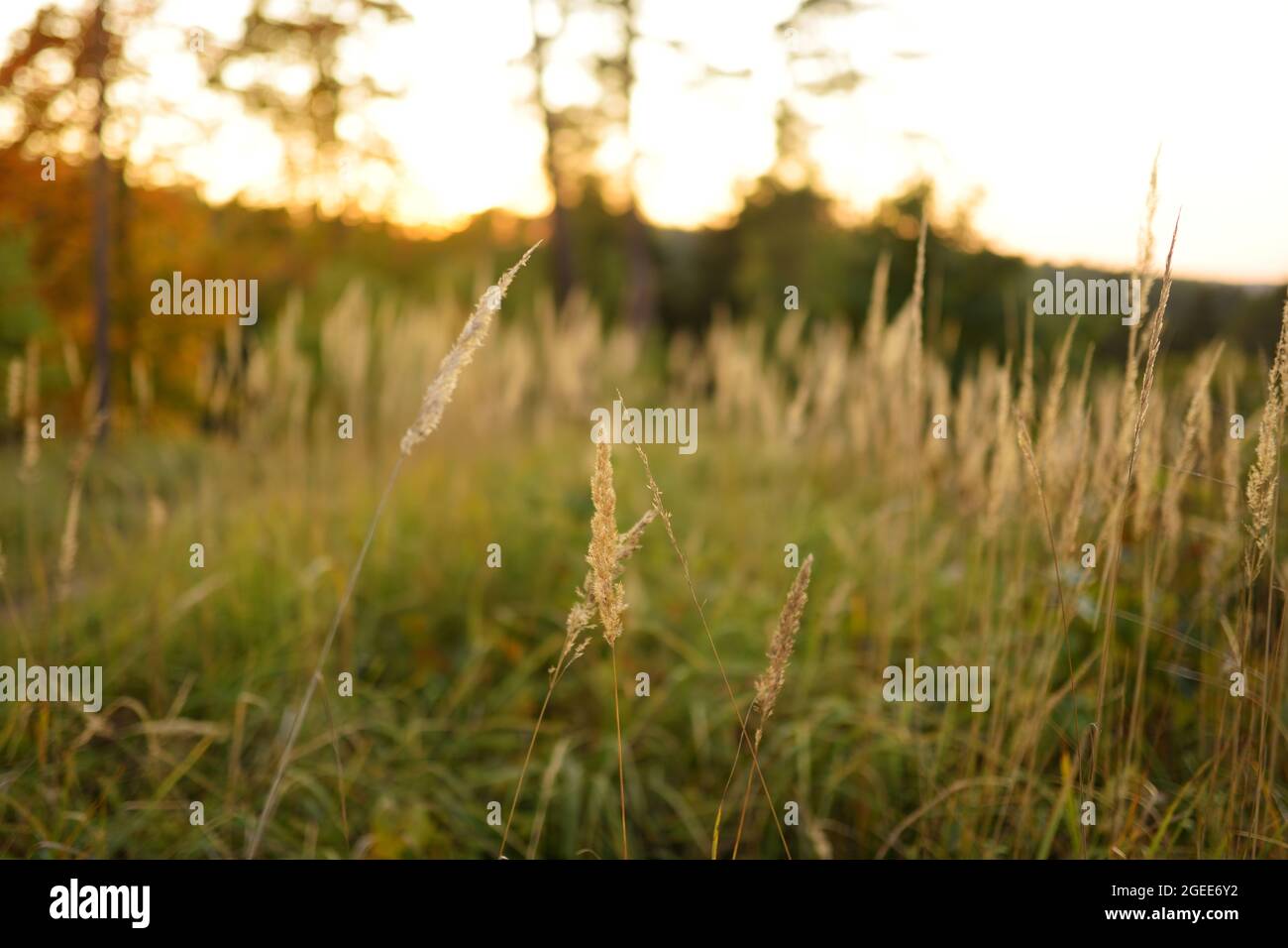 Detail of a dry grass in Lithuanian landscape. Beautiful outdoor ...