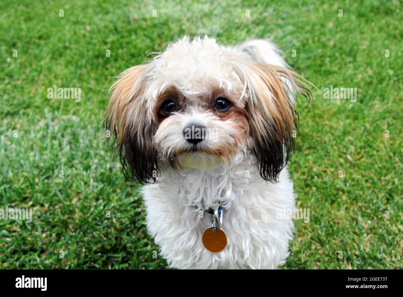 Shih Poo