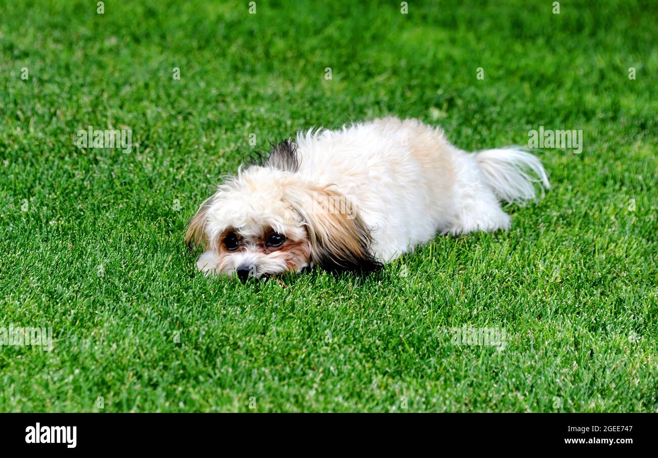 Shih Poo puppy lays her head in the grass as she realizes she is in ...