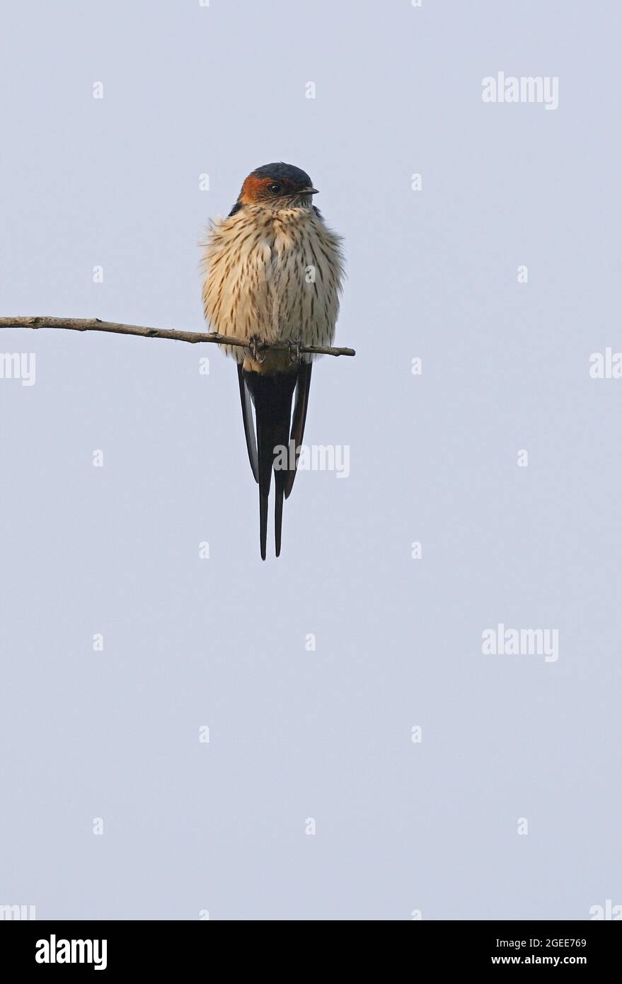 Hirundo daurica hi-res stock photography and images - Alamy
