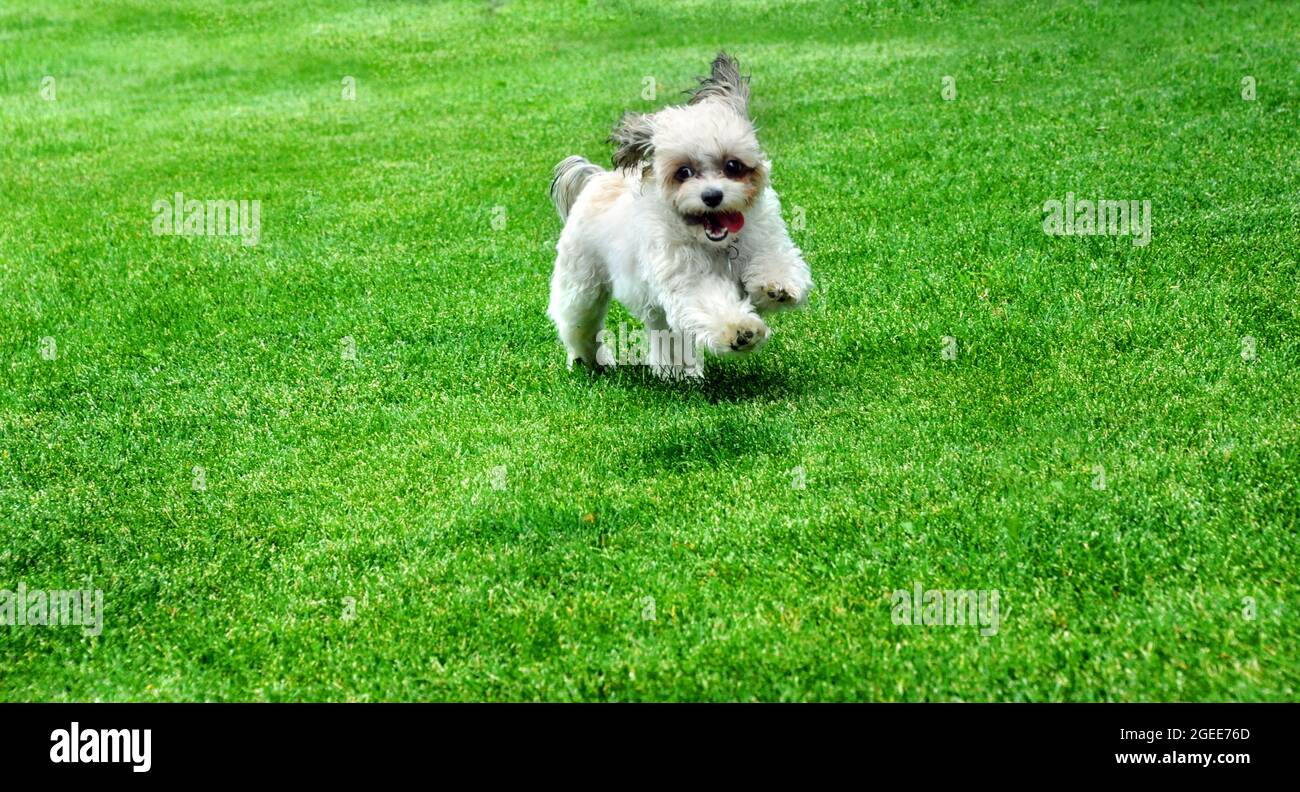Energetic little Shih Poo runs around the yard with her tongue hanging ...