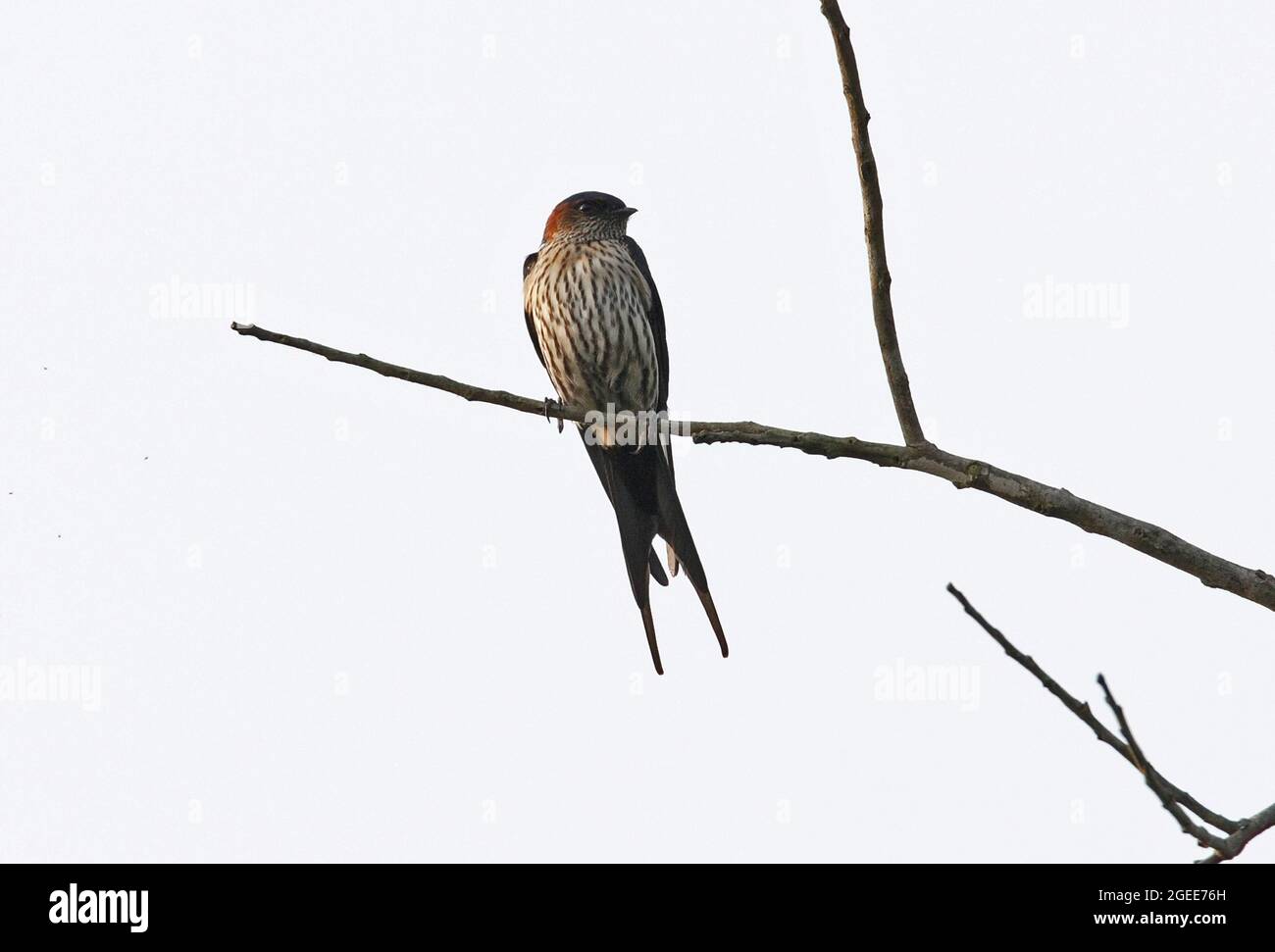 Hirundo daurica hi-res stock photography and images - Alamy