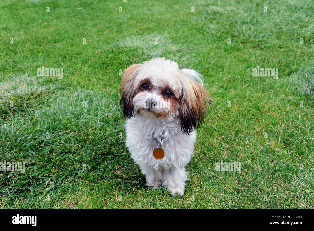 Shih tzu dog standing up hi-res stock photography and images - Alamy