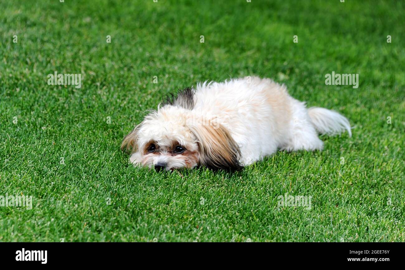 Small Shih Poo puppy cowers in the grass. Her body language speaks it ...
