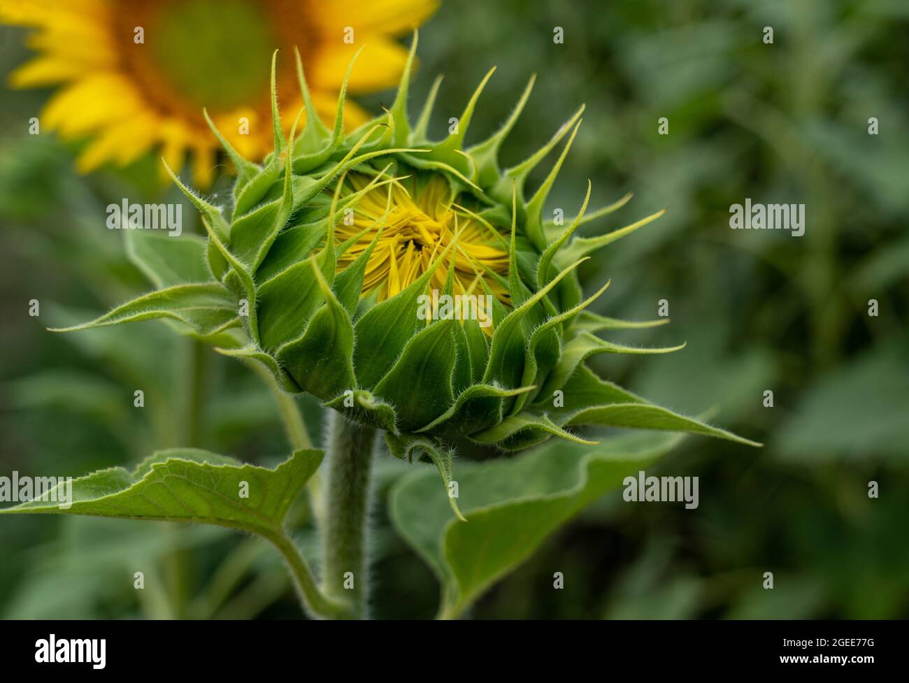 Closeup of a beautiful closed sunflower surrounded by lush greenery on ...
