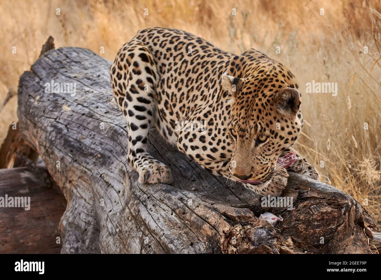 African leopard (Panthera pardus) feeding on slab of meat on tree trunk ...