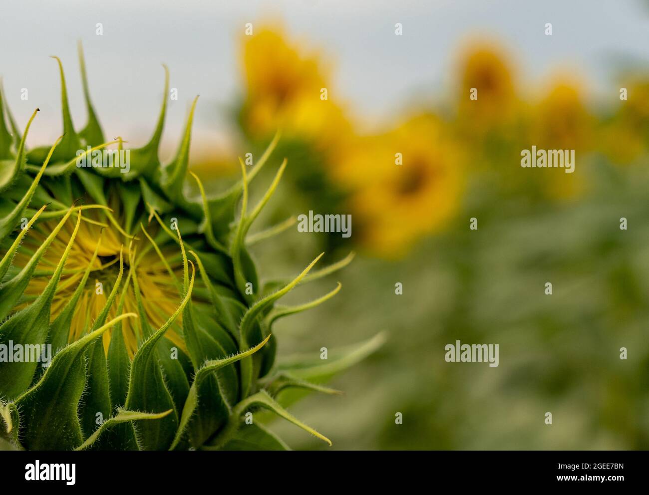 Closed sunflower in the garden hi-res stock photography and images - Alamy