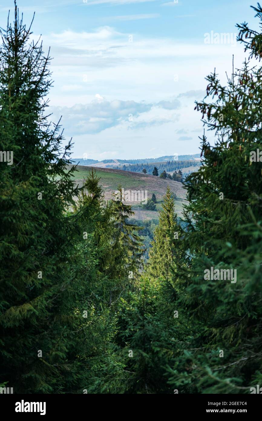 Mountain landscape view from fir trees of forest. Summer coniferous ...