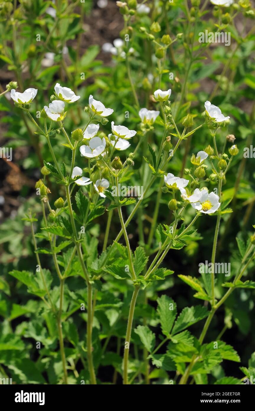 Rock cinquefoil, Fingerkräuter, Potentilla rupestris, kövi pimpó ...