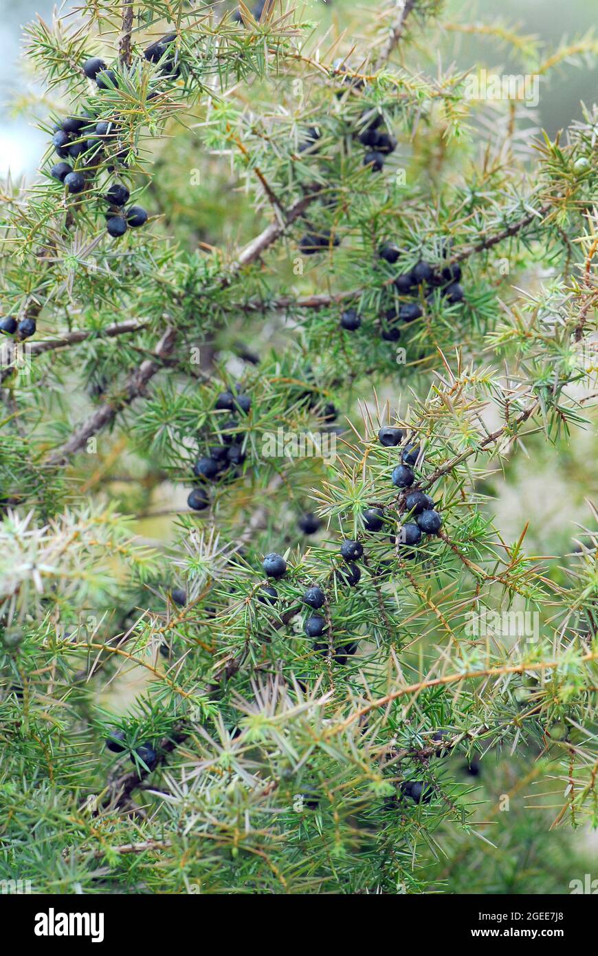 Wacholder communis hi-res stock photography and images - Alamy