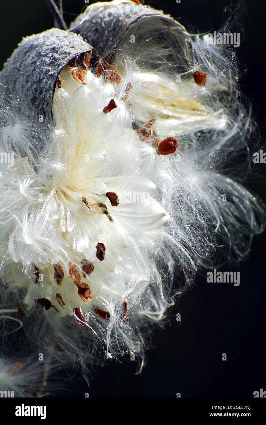 common milkweed, butterfly flower, silkweed, silky swallow-wort ...