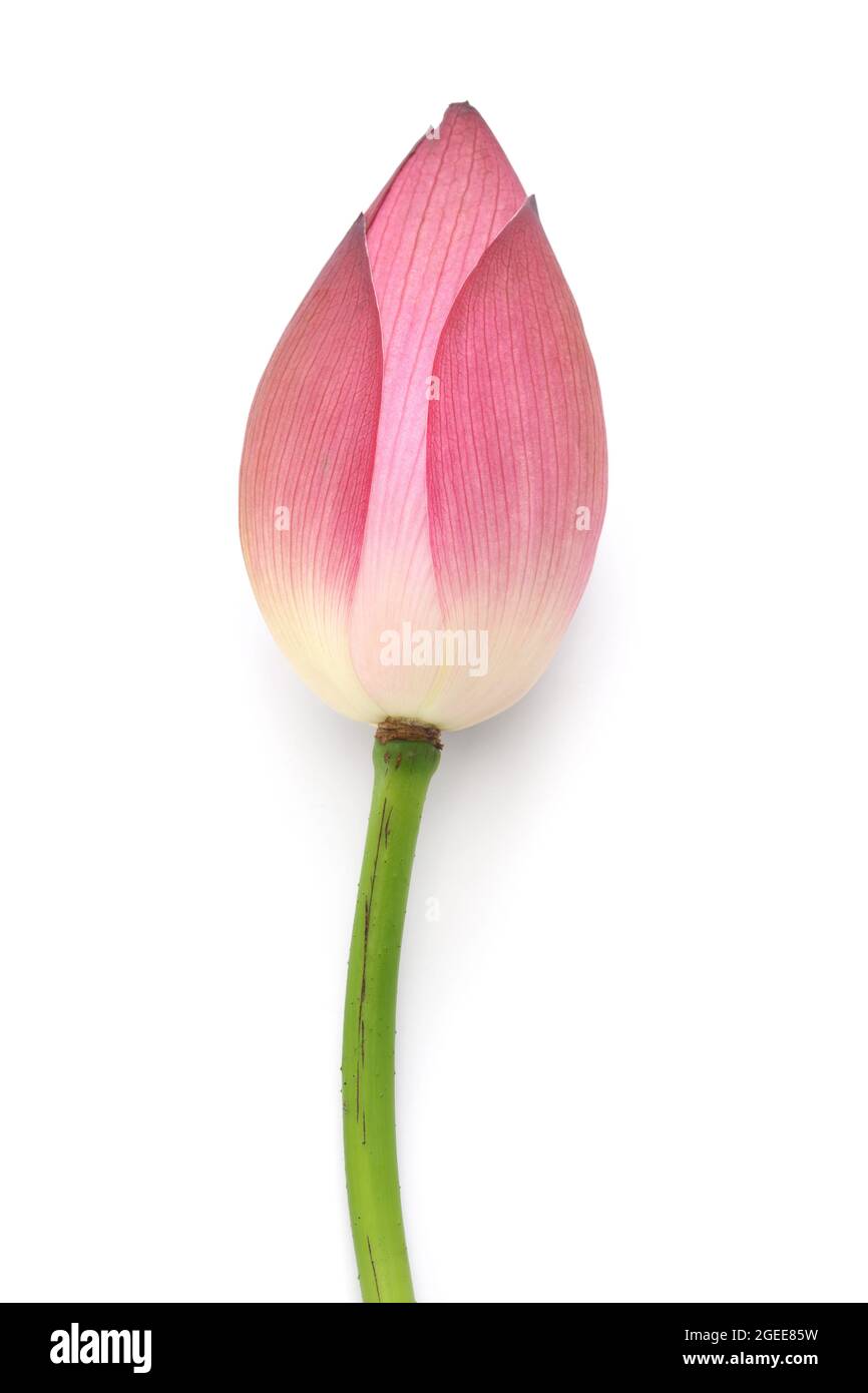 Lotus flower is Vietnamese national flower Stock Photo - Alamy