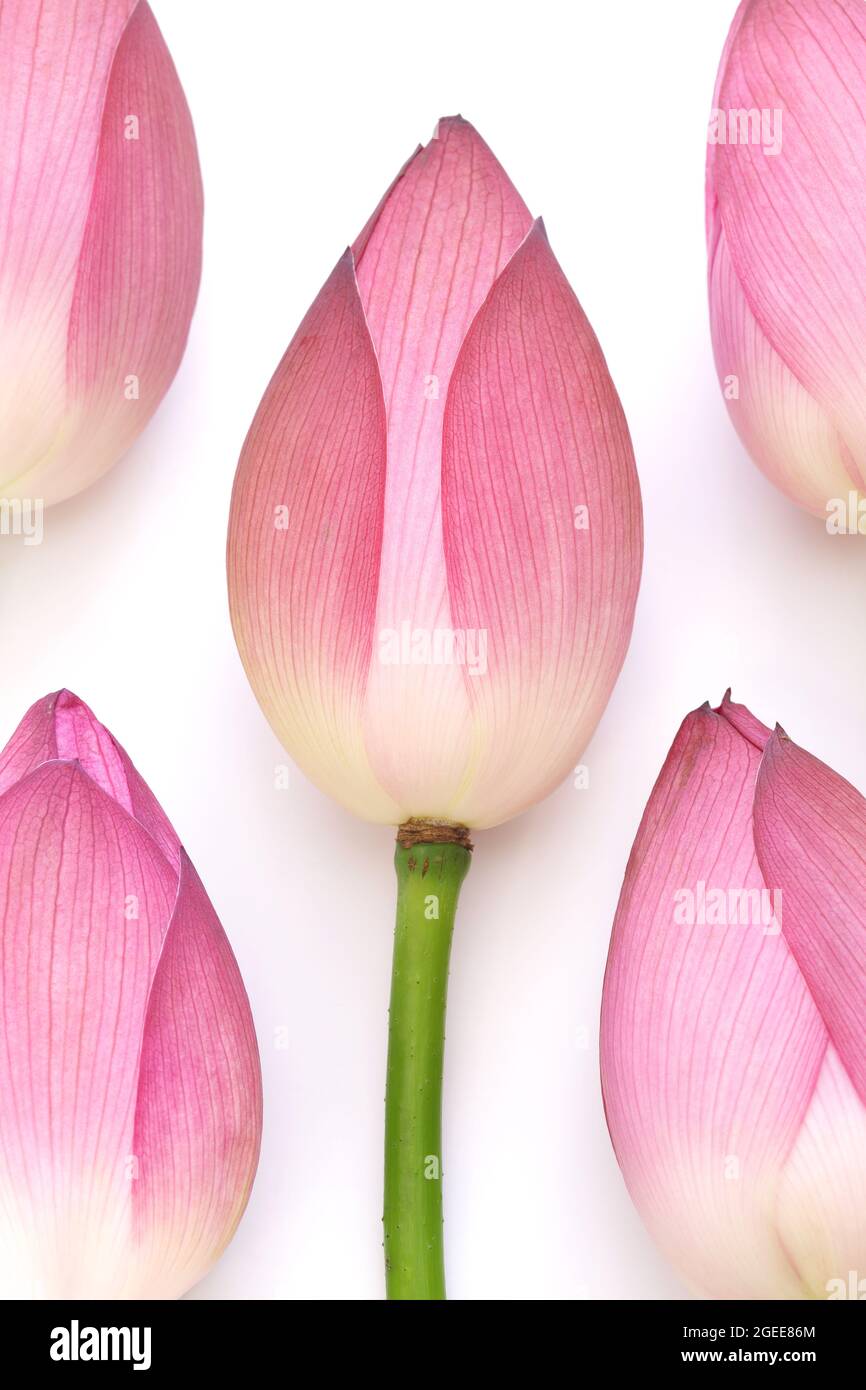 Lotus flower is Vietnamese national flower Stock Photo - Alamy