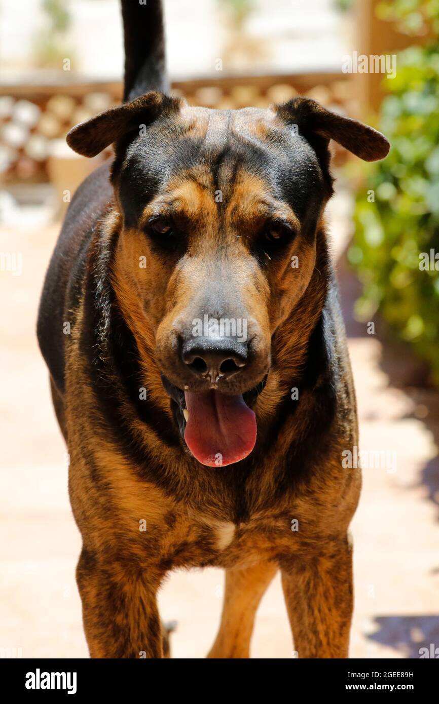 Cute Mongrel dog in the garden Stock Photo - Alamy