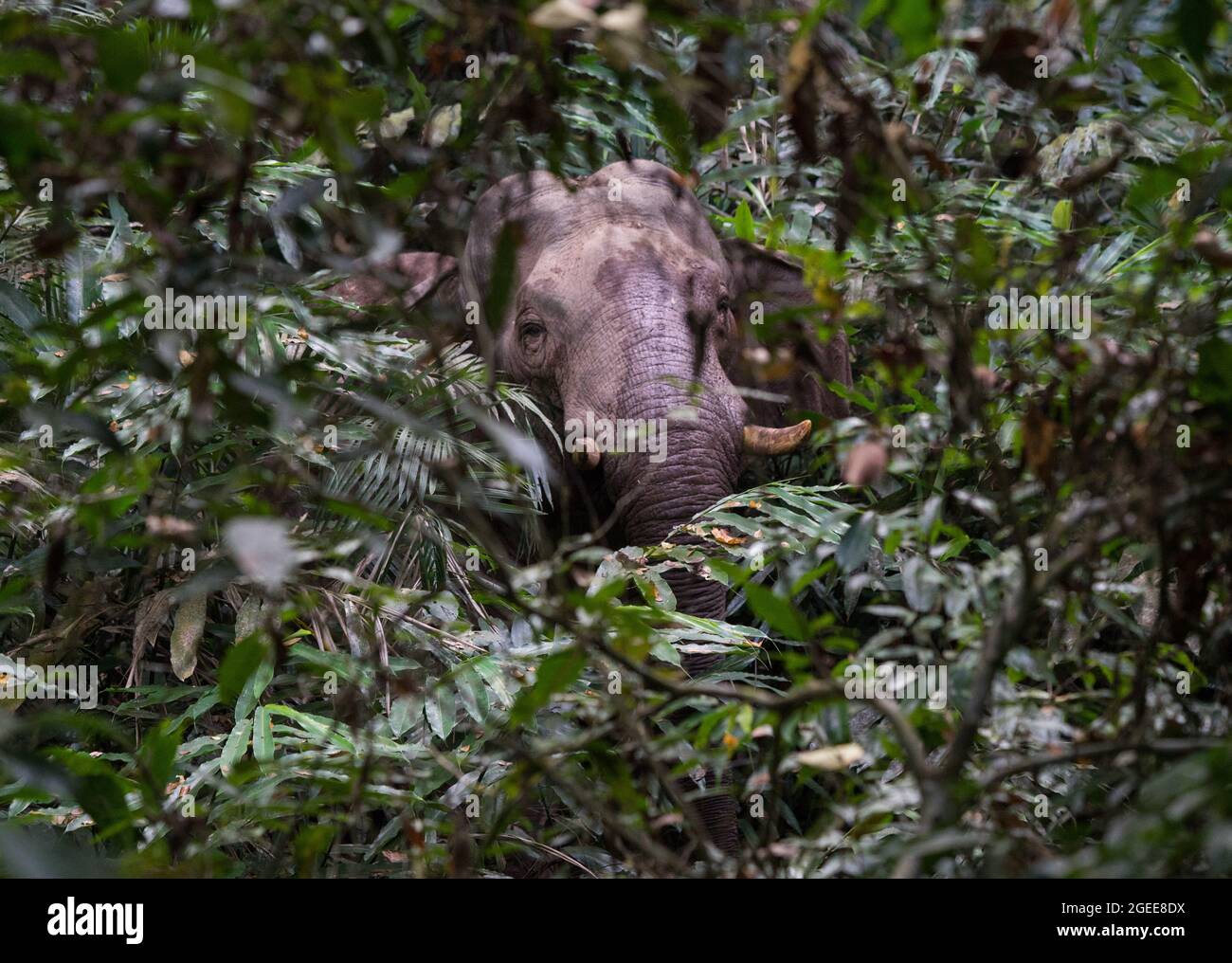 Elephants among trees hi-res stock photography and images - Alamy