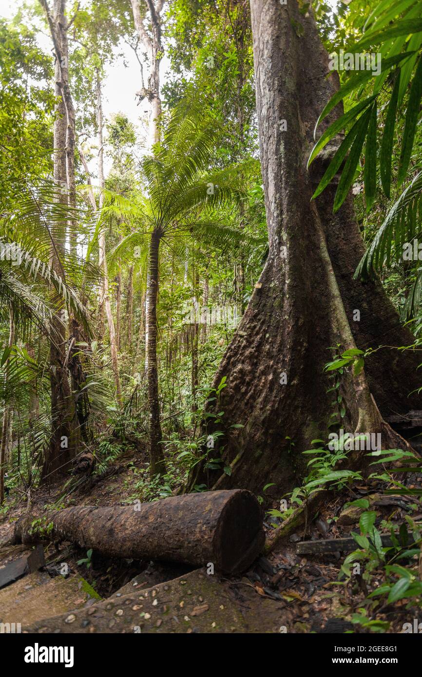 jungle walk in malaysia in the taman negara national park Stock Photo ...