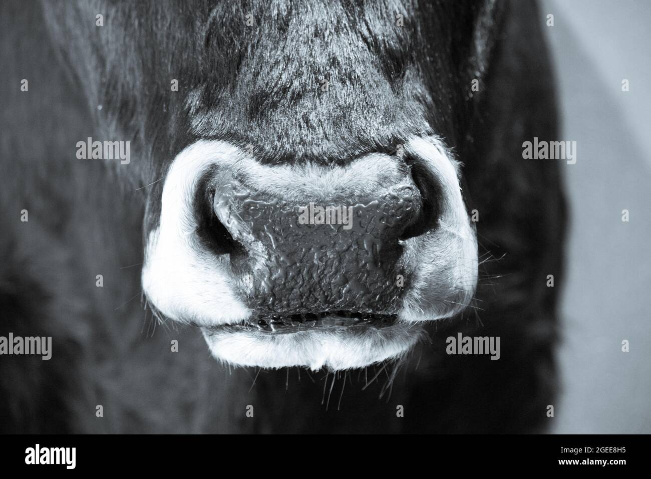 Grayscale closeup of the cows nose with the blurred background Stock ...