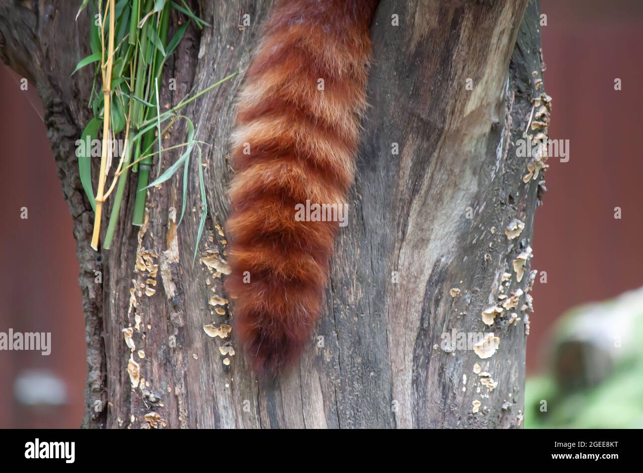 Tail of a racoon with orange fur on the tree with the blurred ...