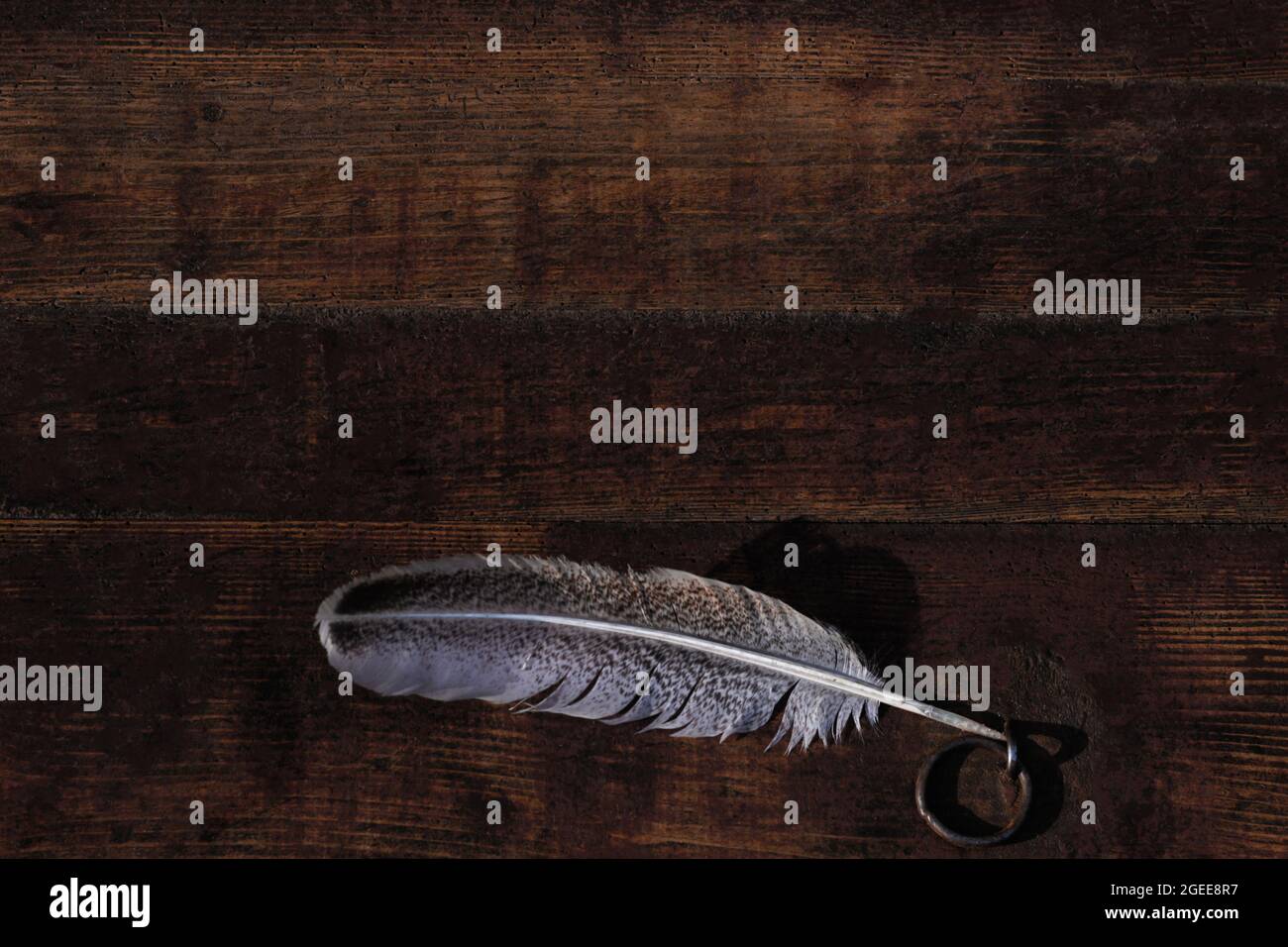 A goose feather on an aged antique dark old wood background. Quill pen ...