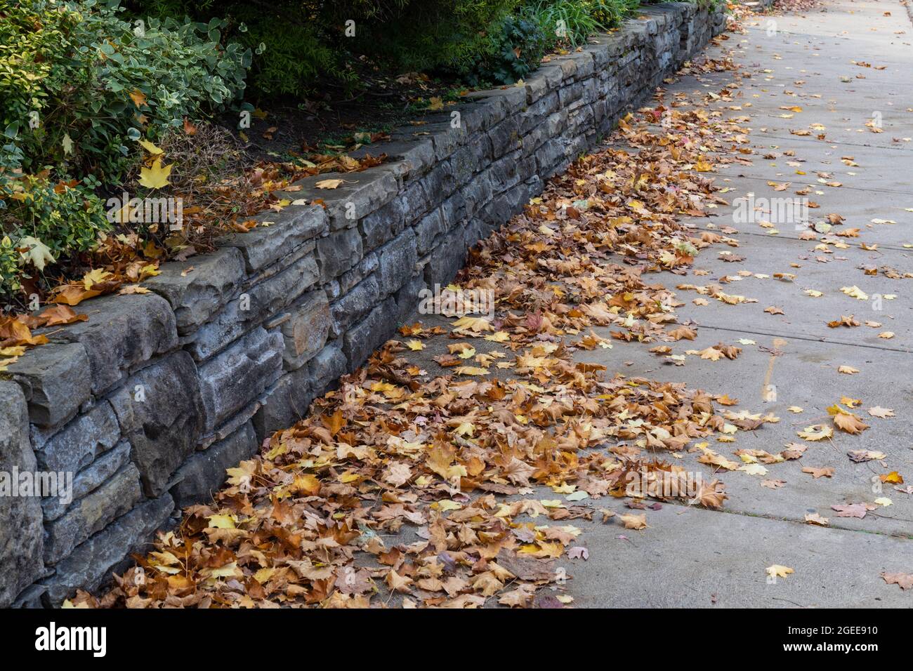 Urban landscape in fall, autumn leaves on a concrete sidewalk bordered ...