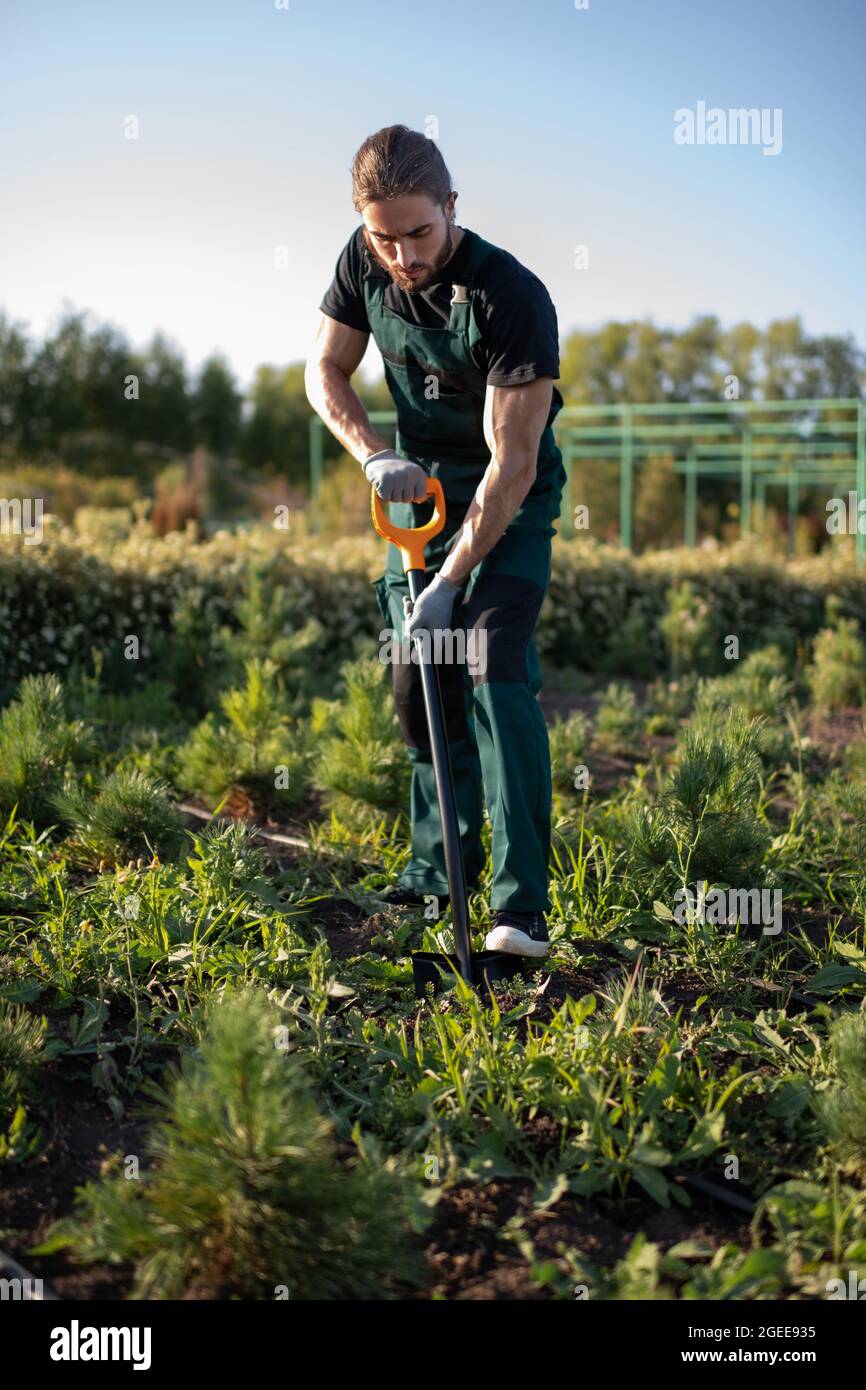Man digging fertile soil with shovel near plants while working in ...