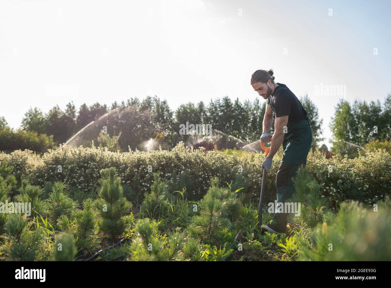 Bearded man digging ground with shovel while working on farm on summer ...