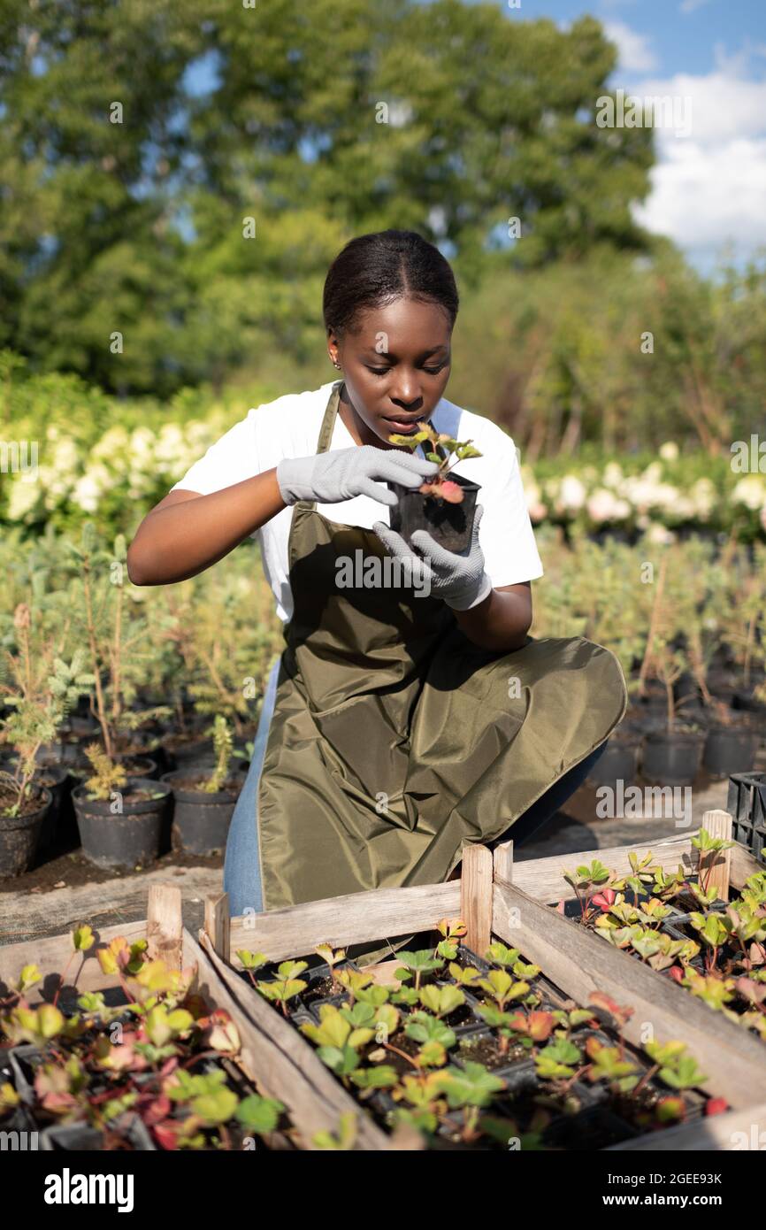 Black woman in apron inspecting strawberry sprout while working on farm ...