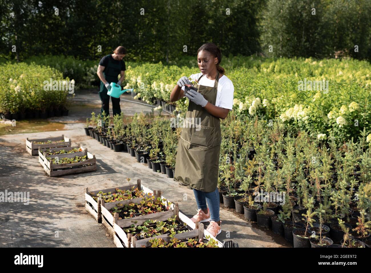 Sprout farm hi-res stock photography and images - Alamy