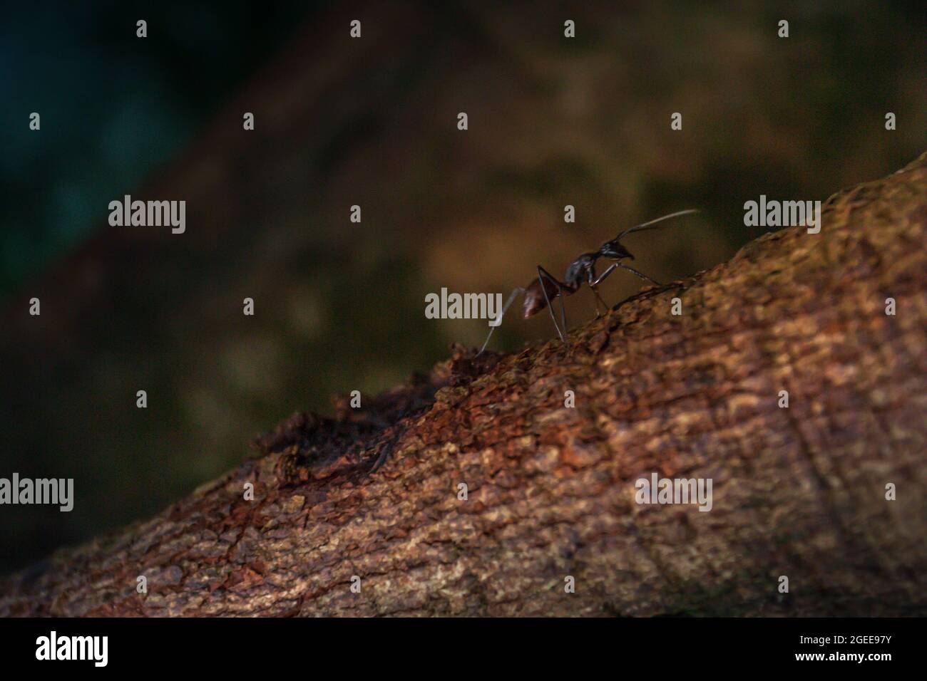 ant in malaysia in the taman negara national park Stock Photo - Alamy