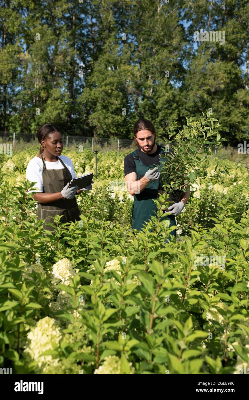 Black woman using tablet while man checking plant leaves in lush field ...