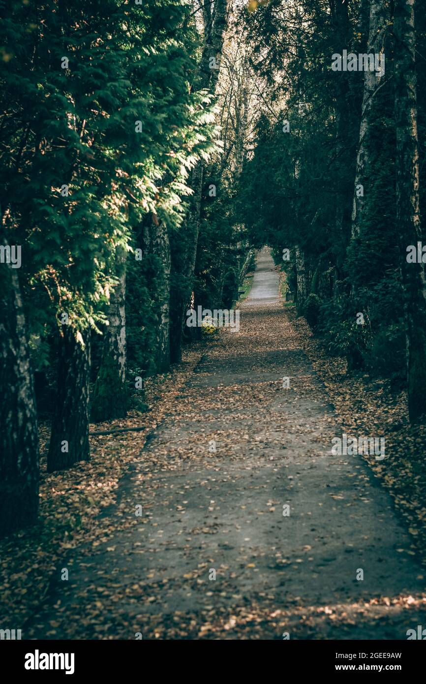path between trees in alley covered by autumnal leaves Stock Photo - Alamy