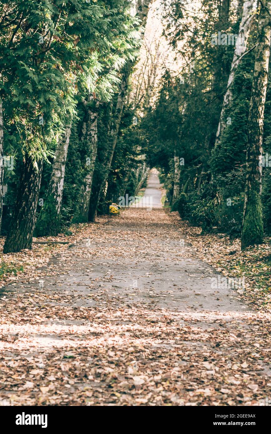 path between trees in alley covered by autumnal leaves Stock Photo - Alamy