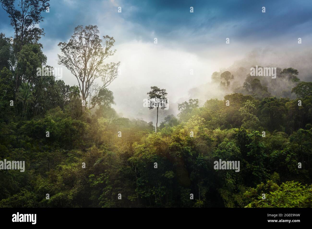 jungle walk in malaysia in the taman negara national park Stock Photo ...