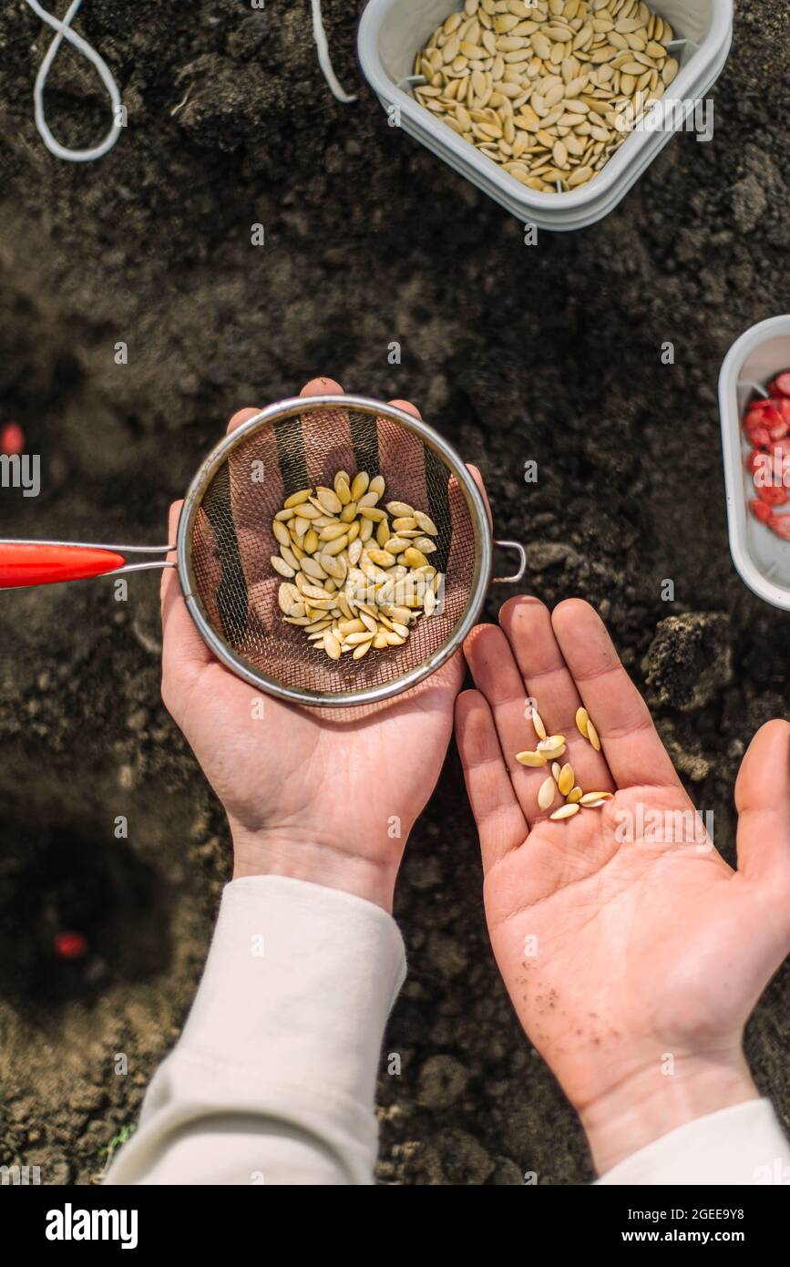 Planting seeds for their vegetable garden Stock Photo - Alamy