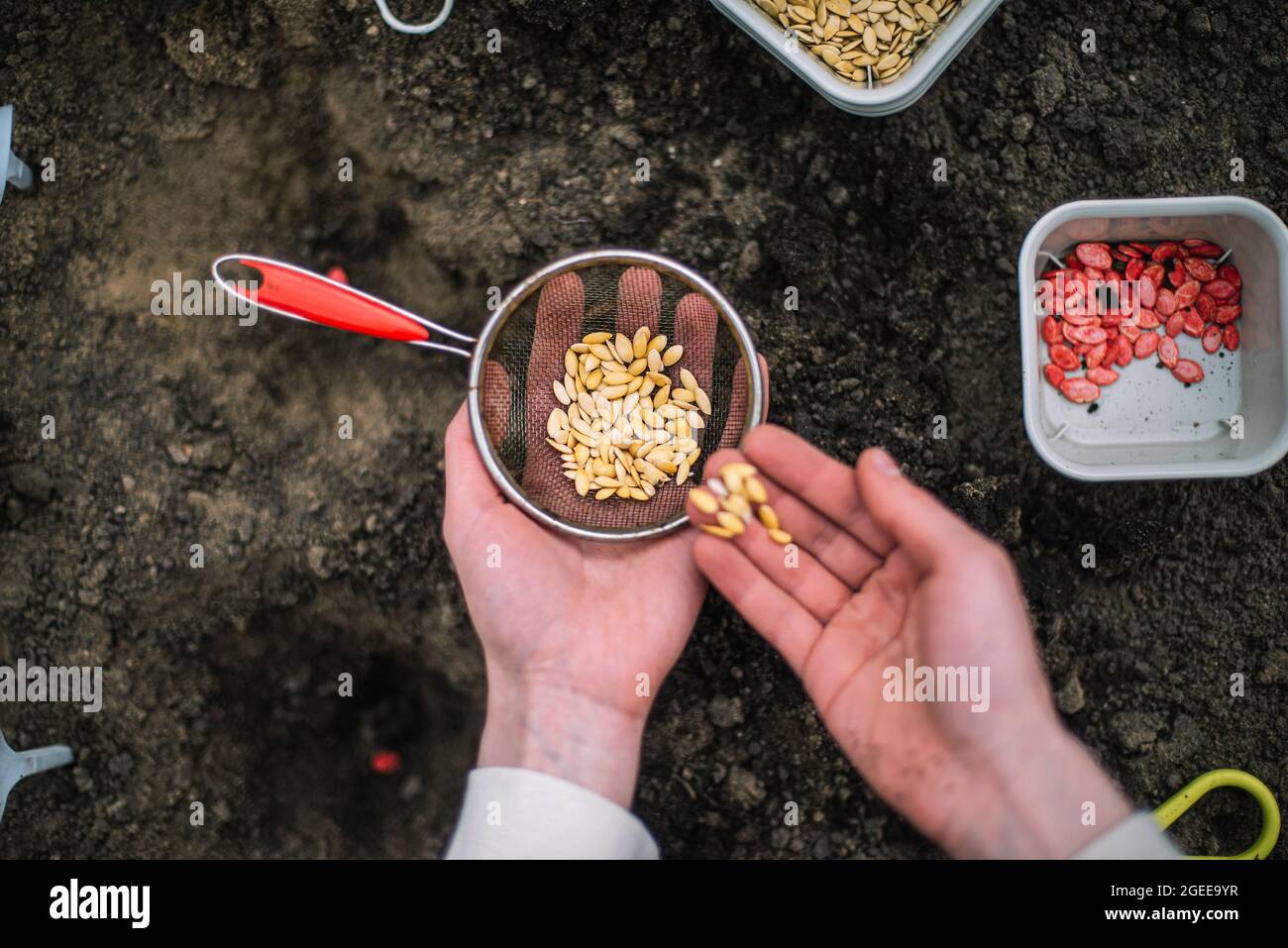 Planting seeds for their vegetable garden Stock Photo - Alamy