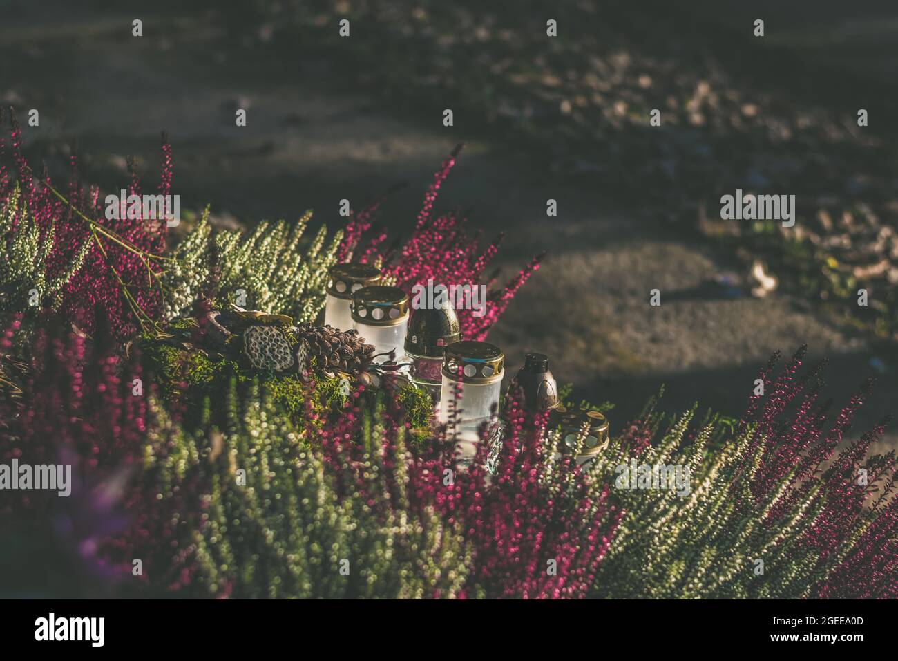 red, yellow and white heather plants Stock Photo - Alamy