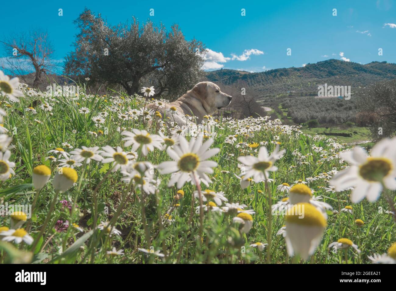 Labrador in a daisy field on a spring day Stock Photo - Alamy