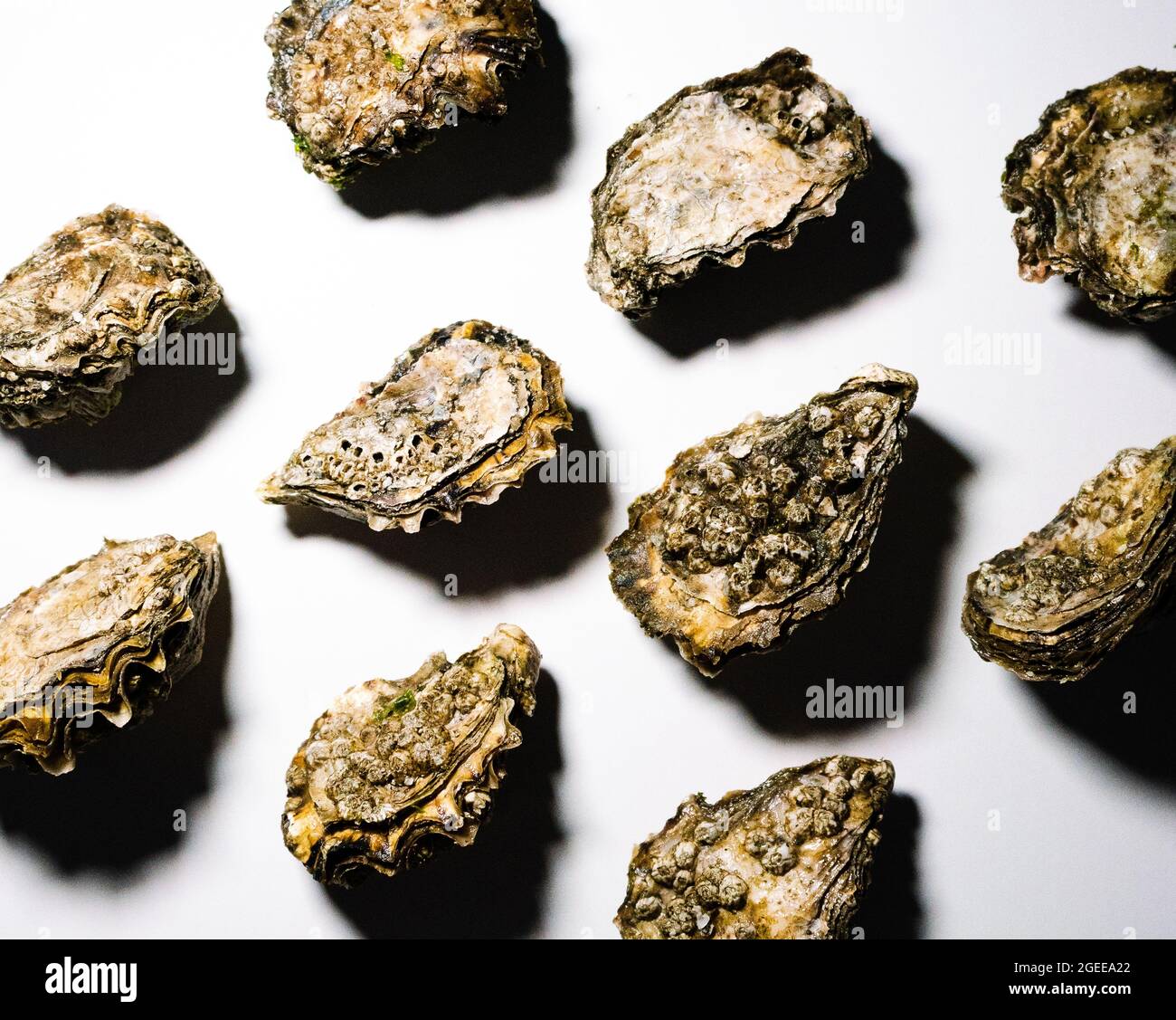 Group fresh oysters fish hi-res stock photography and images - Alamy