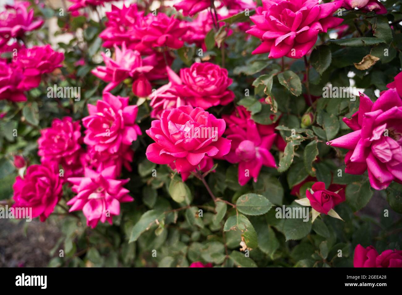 Open roses hi-res stock photography and images - Alamy