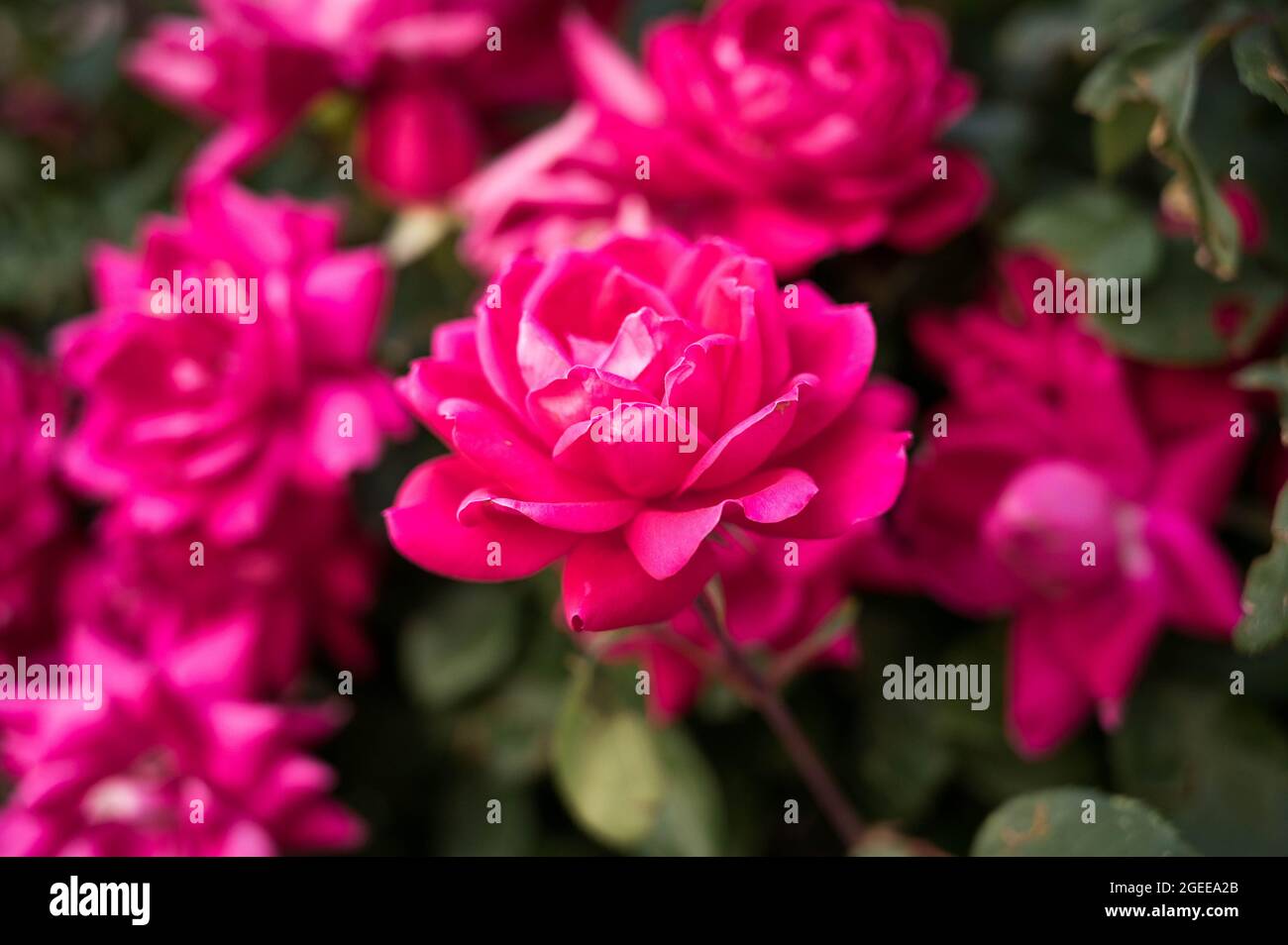 Pink full open roses with blurry bokeh background Stock Photo - Alamy