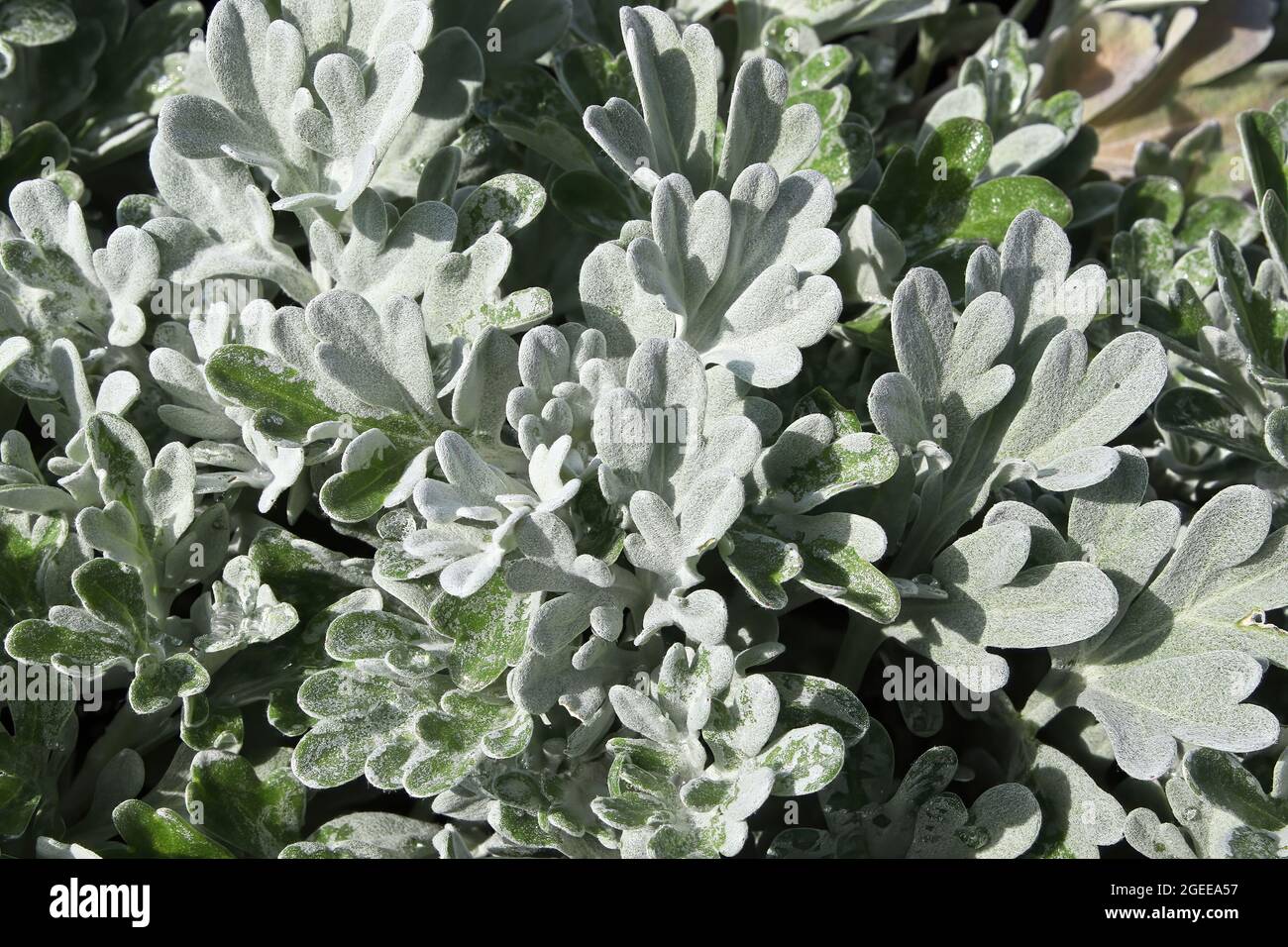 Silver Mound High Resolution Stock Photography and Images - Alamy