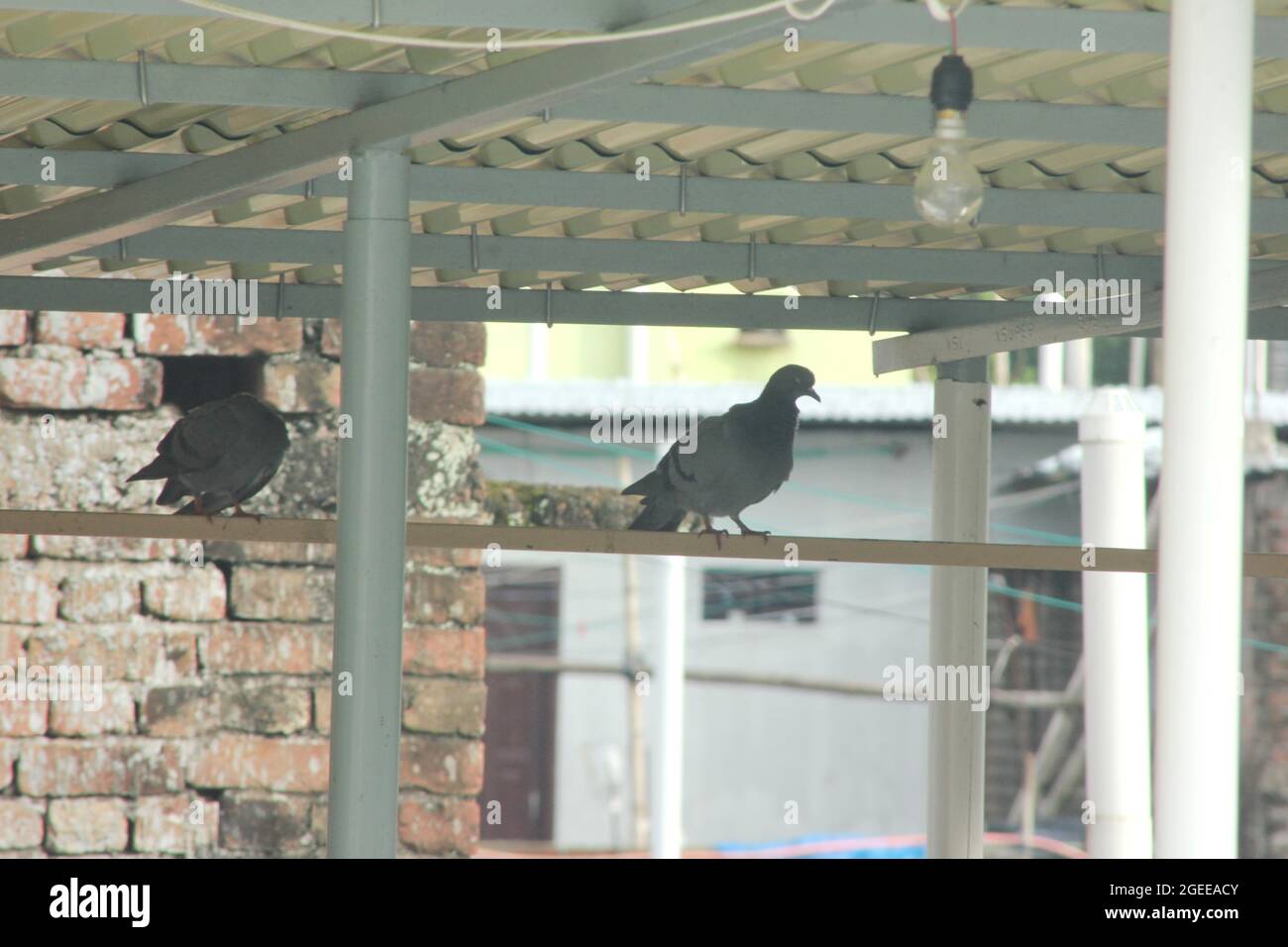Pigeon nest hi-res stock photography and images - Alamy