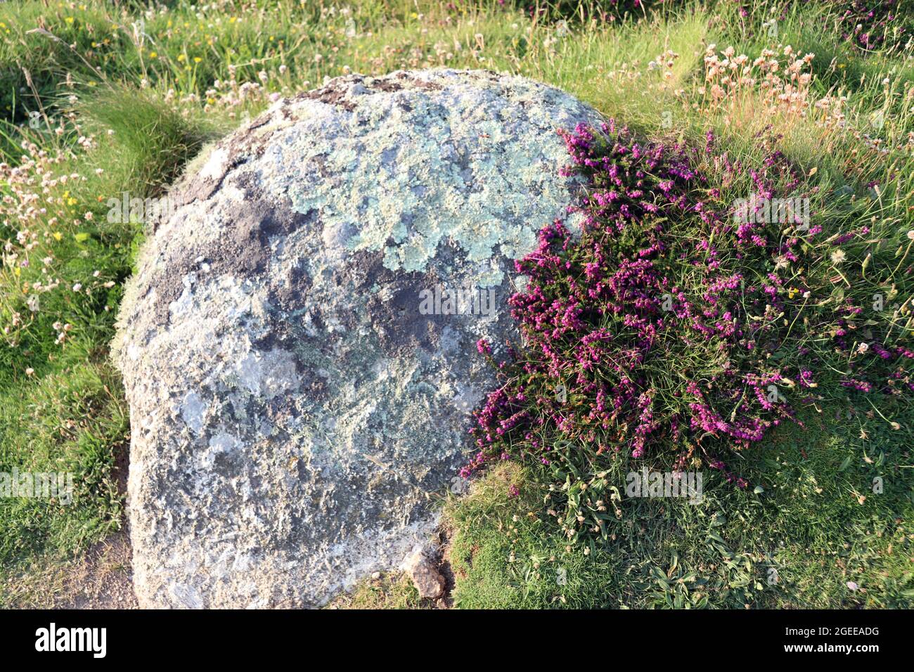 Heather near landsend Cornwall Stock Photo - Alamy