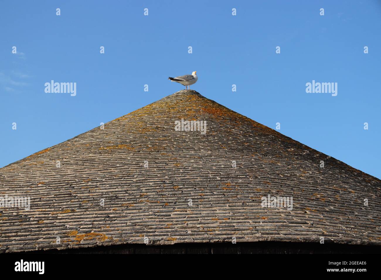 seagull on stone roof at landsend Stock Photo - Alamy