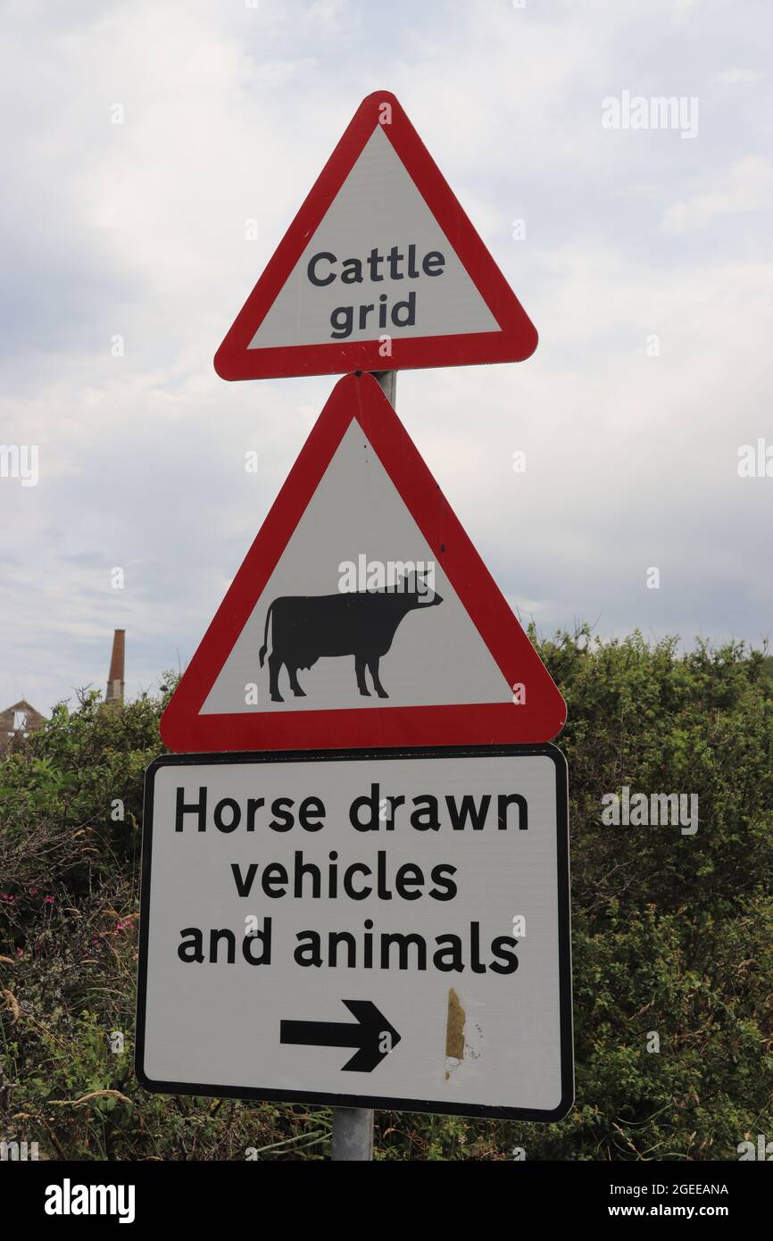 Cattle warning signs in cornwall Stock Photo - Alamy