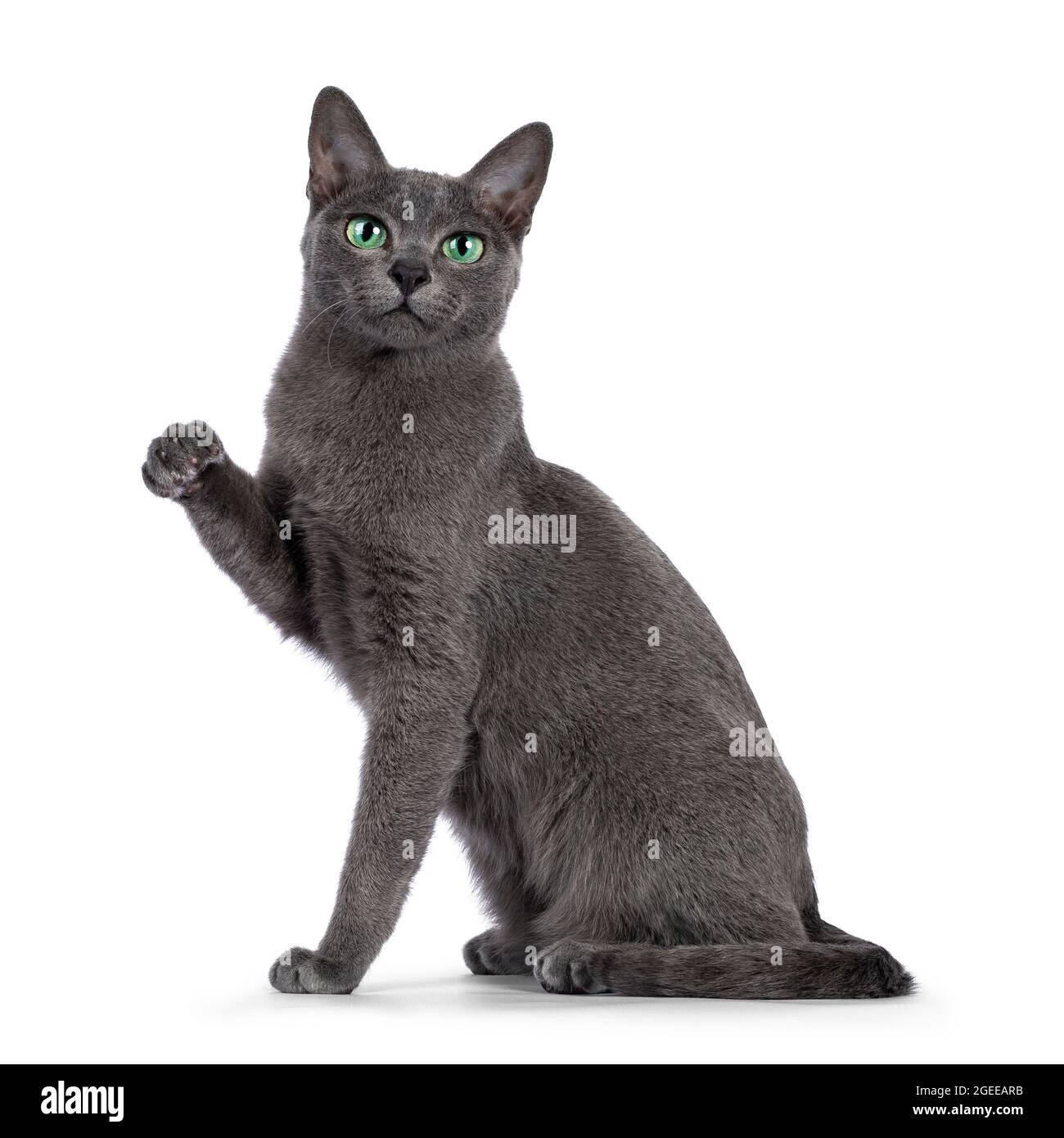 Chinese lucky cat hi-res stock photography and images - Alamy