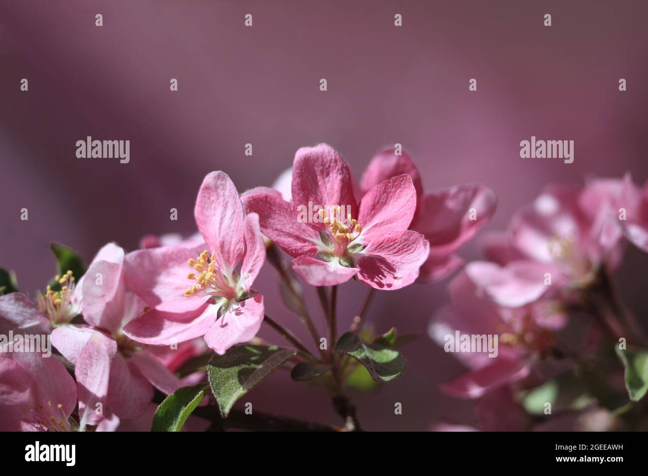 Close up of Pink Crab Apple Flower blossoms against a soft background ...